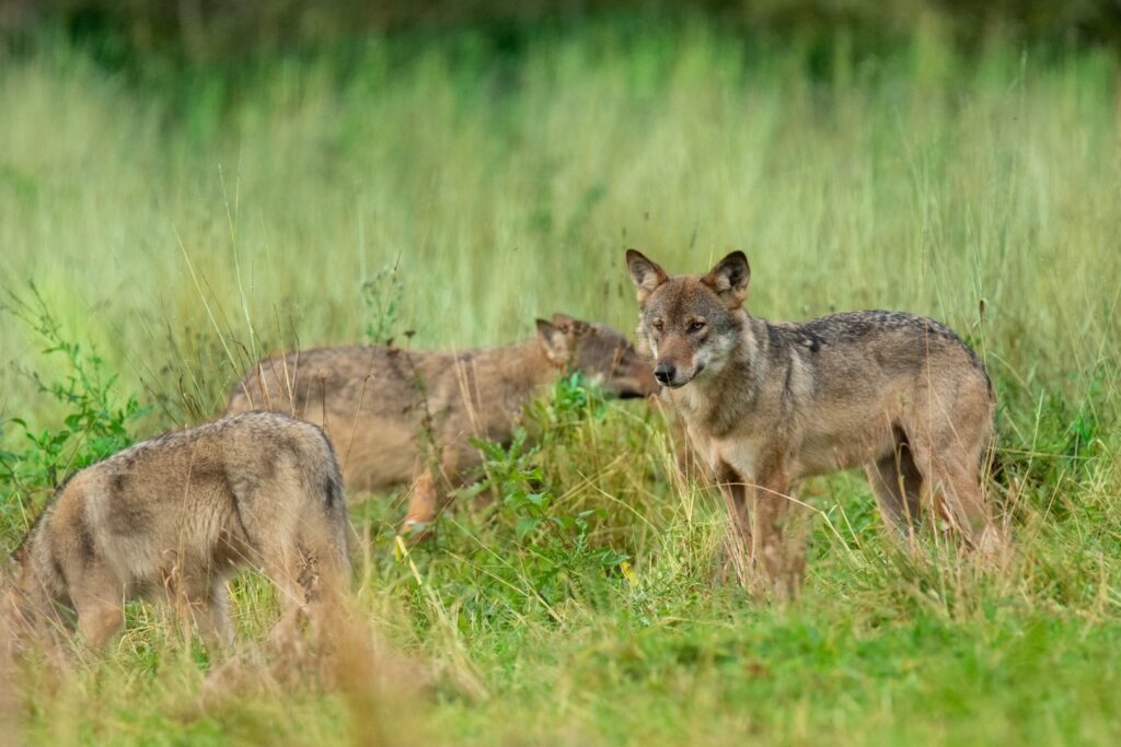 Gift Welkom Wolf – Doe mee met Landschap vzw!