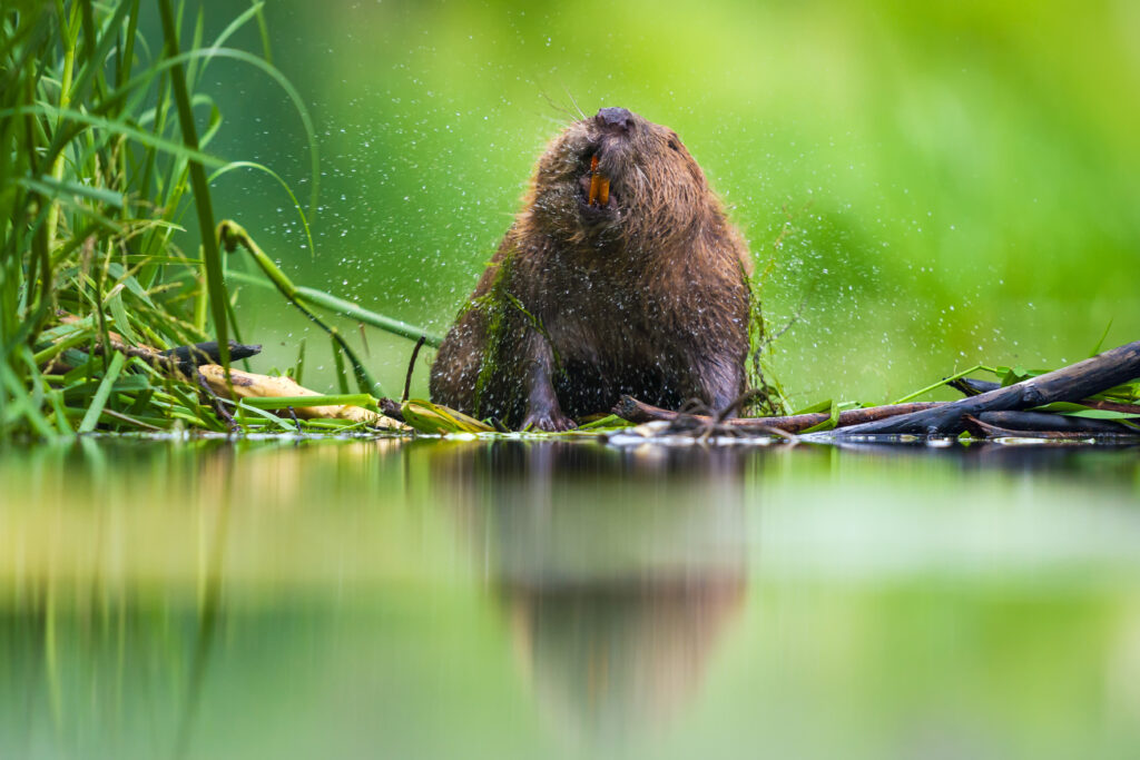 Brochure Lowland Photo Contest 2021 – Doe mee met Landschap vzw!