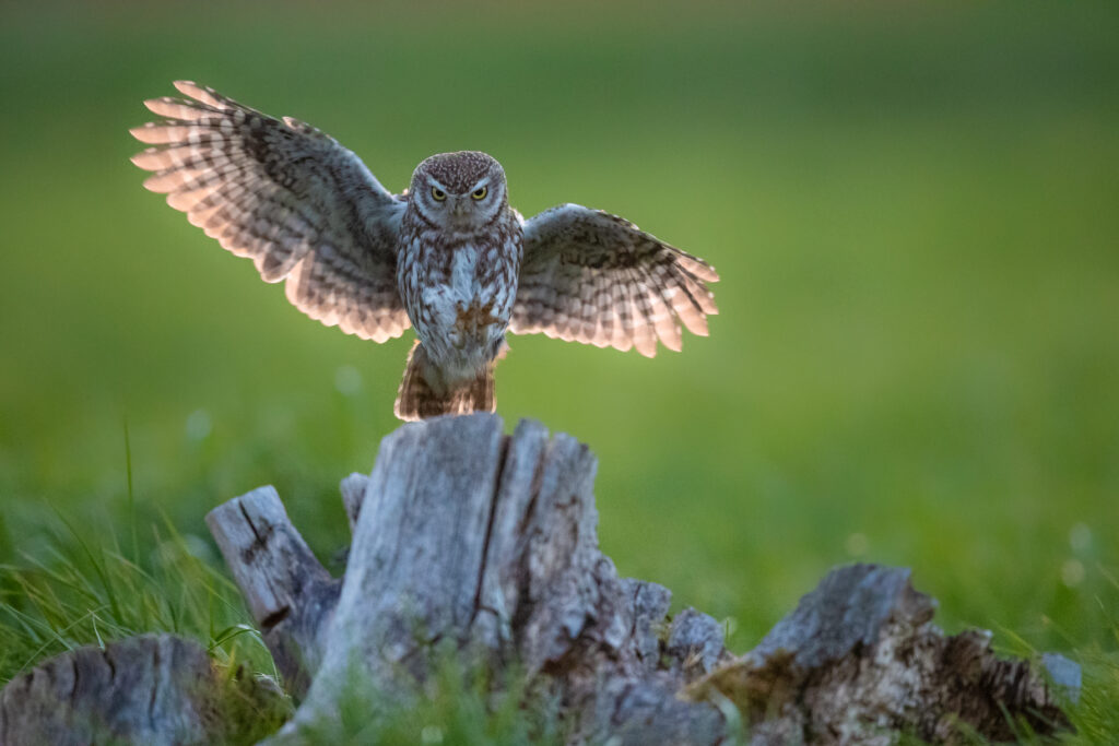 Brochure Lowland Photo Contest 2021 – Doe mee met Landschap vzw!